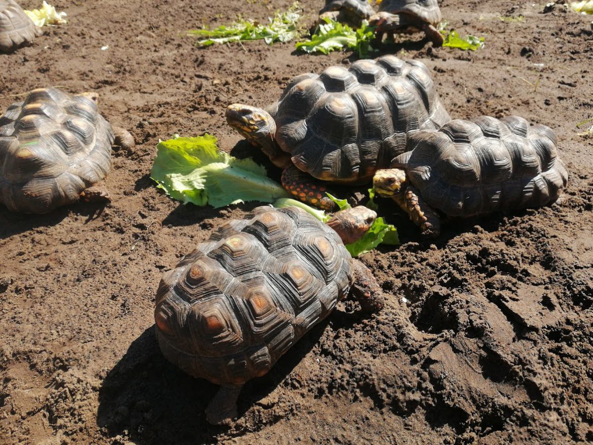 Fotoboek – Stichting Schildpaddenopvang Nederland