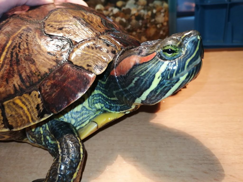 Stichting Schildpaddenopvang Nederland – OPVANG | EDUCATIE | PREVENTIE ...